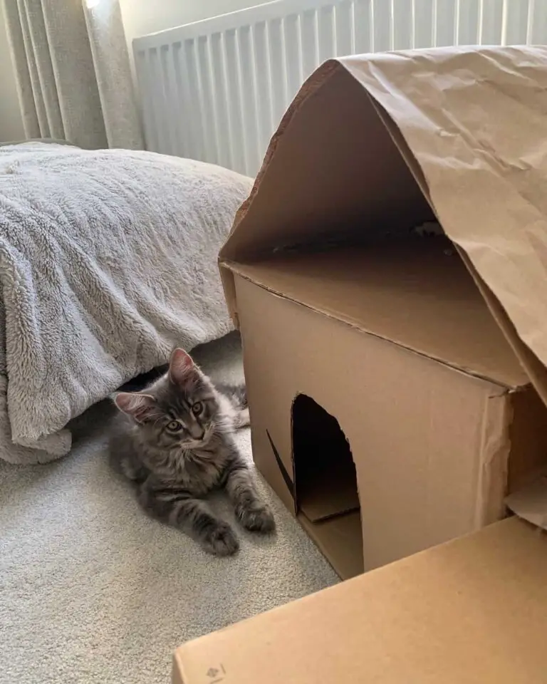 (Easy!) DIY Cardboard Cat House Tutorial - Totally Purrfect