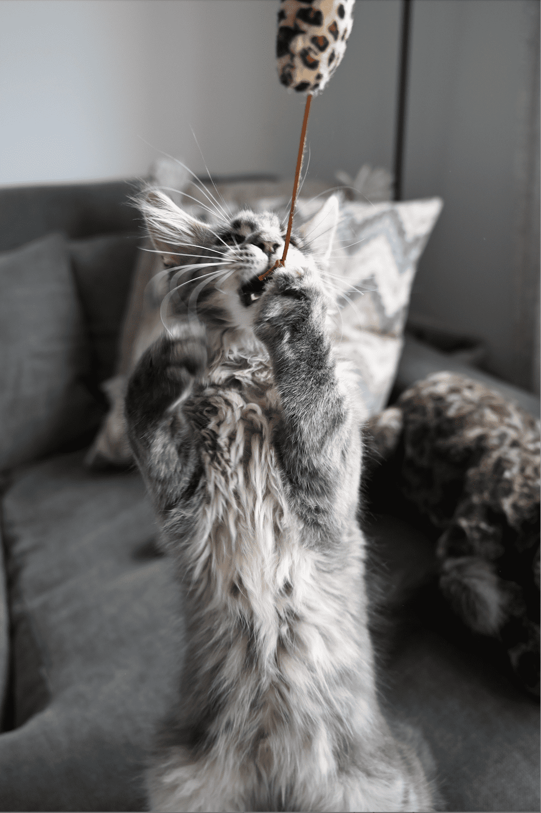 20 (Fun & Original!) Games To Play With Your Cat or Kitten