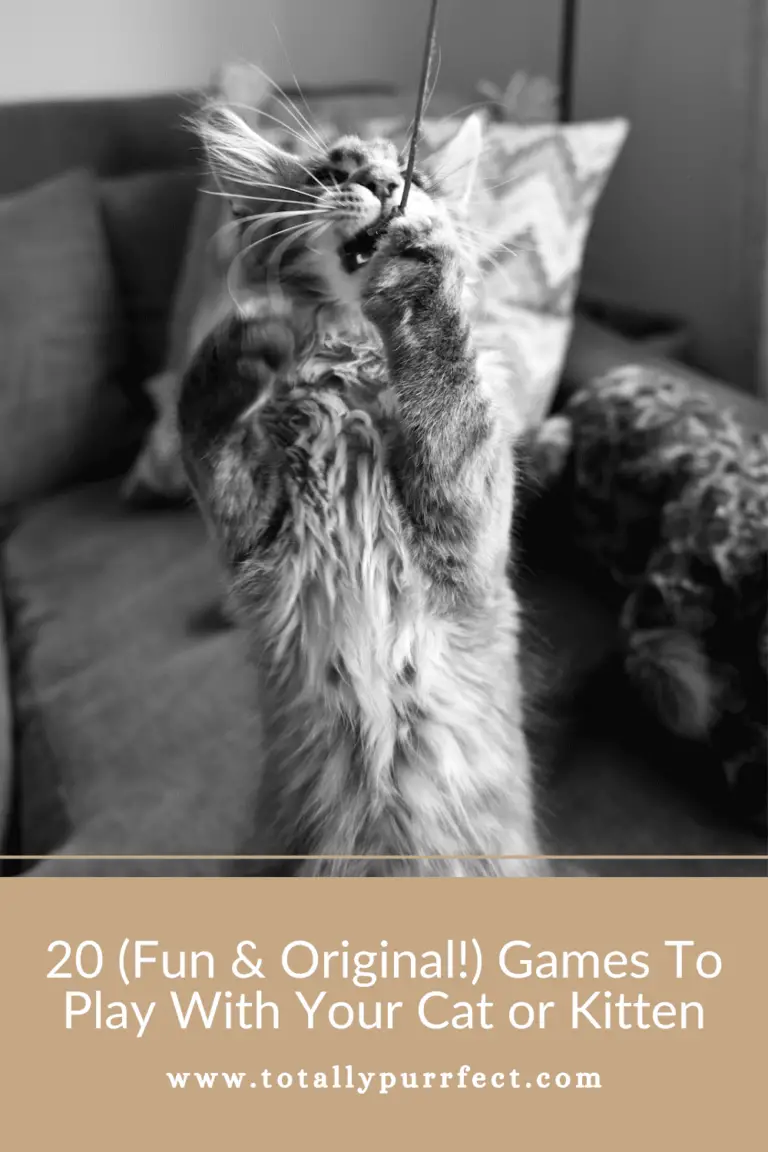 20 (Fun & Original!) Games To Play With Your Cat or Kitten