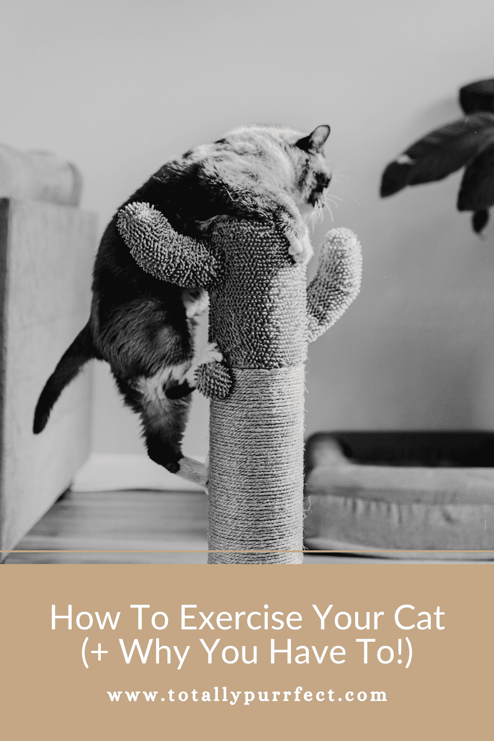 How To Exercise Your Cat (+ Top Tips For Keeping Them Active!)