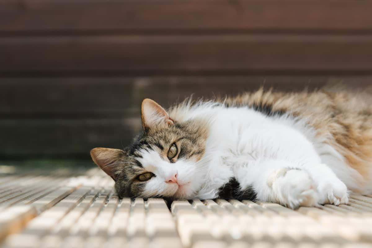 How To Make a Cat Tired (7 Essential Steps To Get Them Sleepy!)