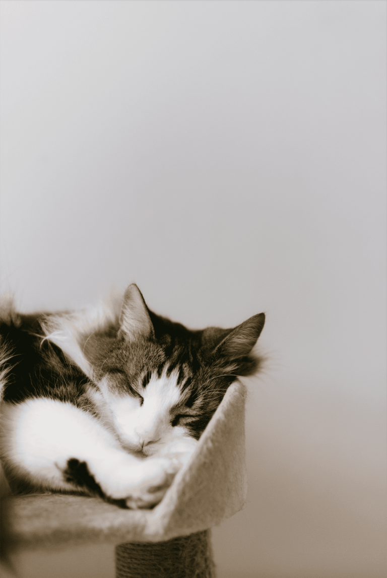 How To Make a Cat Tired (7 Essential Steps To Get Them Sleepy!)