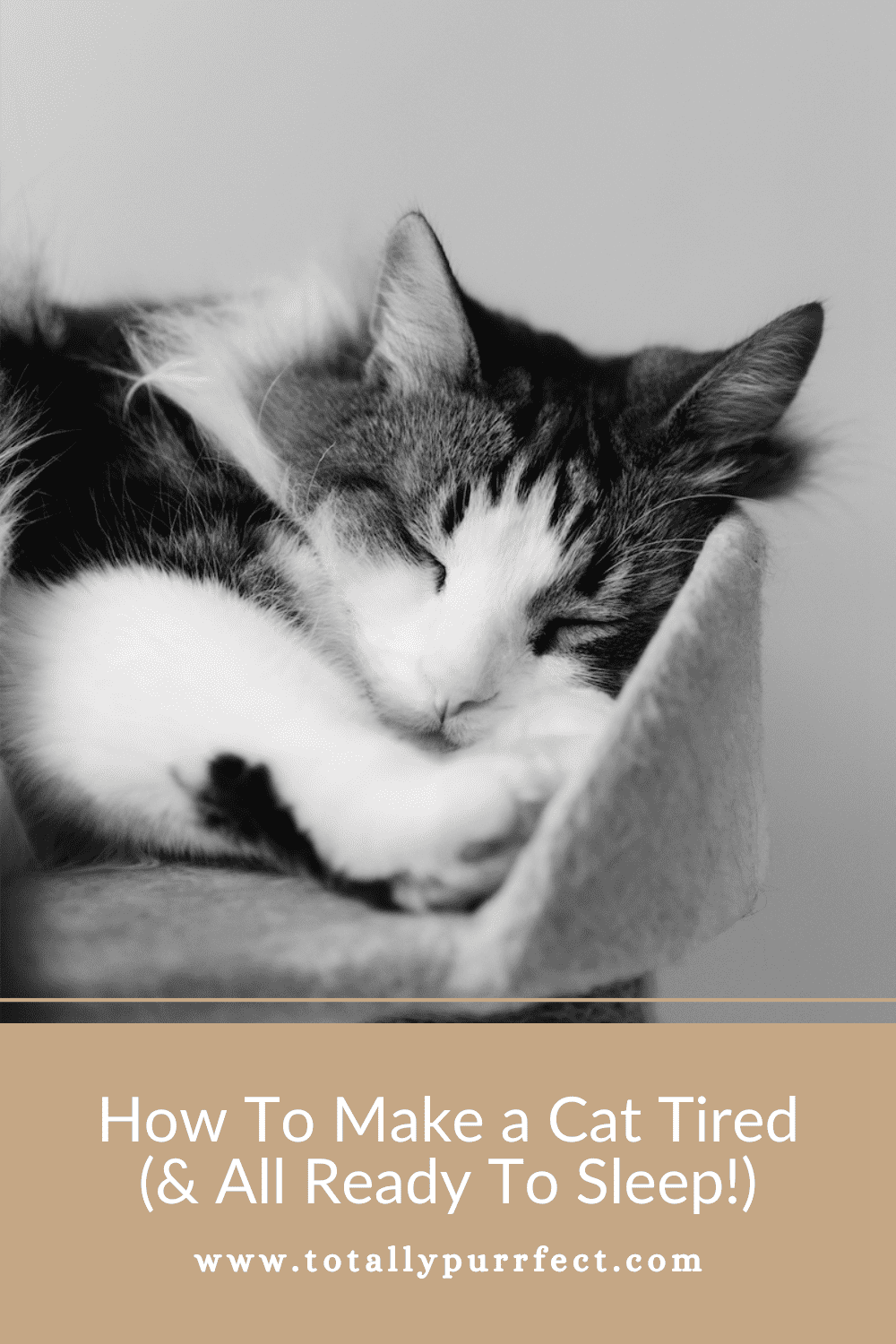 How To Make a Cat Tired (7 Essential Steps To Get Them Sleepy!)