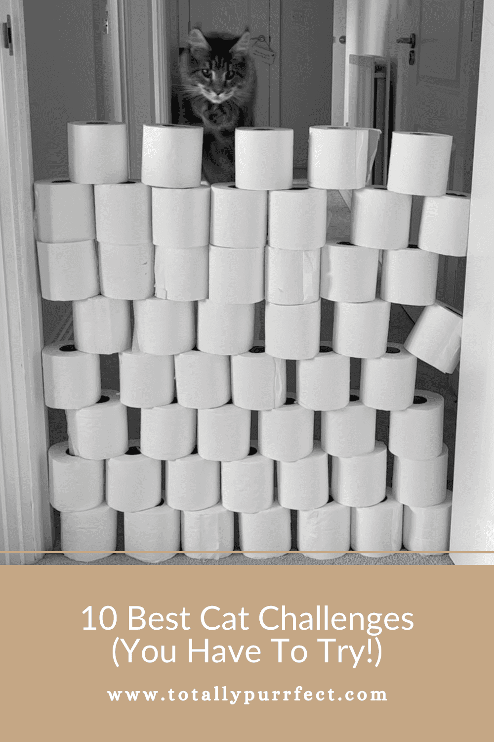 10 Best Cat Challenges (You Have To Try!) - Totally Purrfect