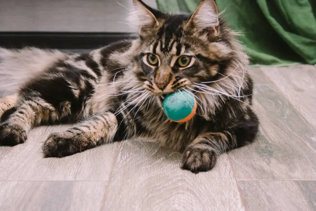 20+ (Honest!) Maine Coon Pros and Cons ... You Need To Know!
