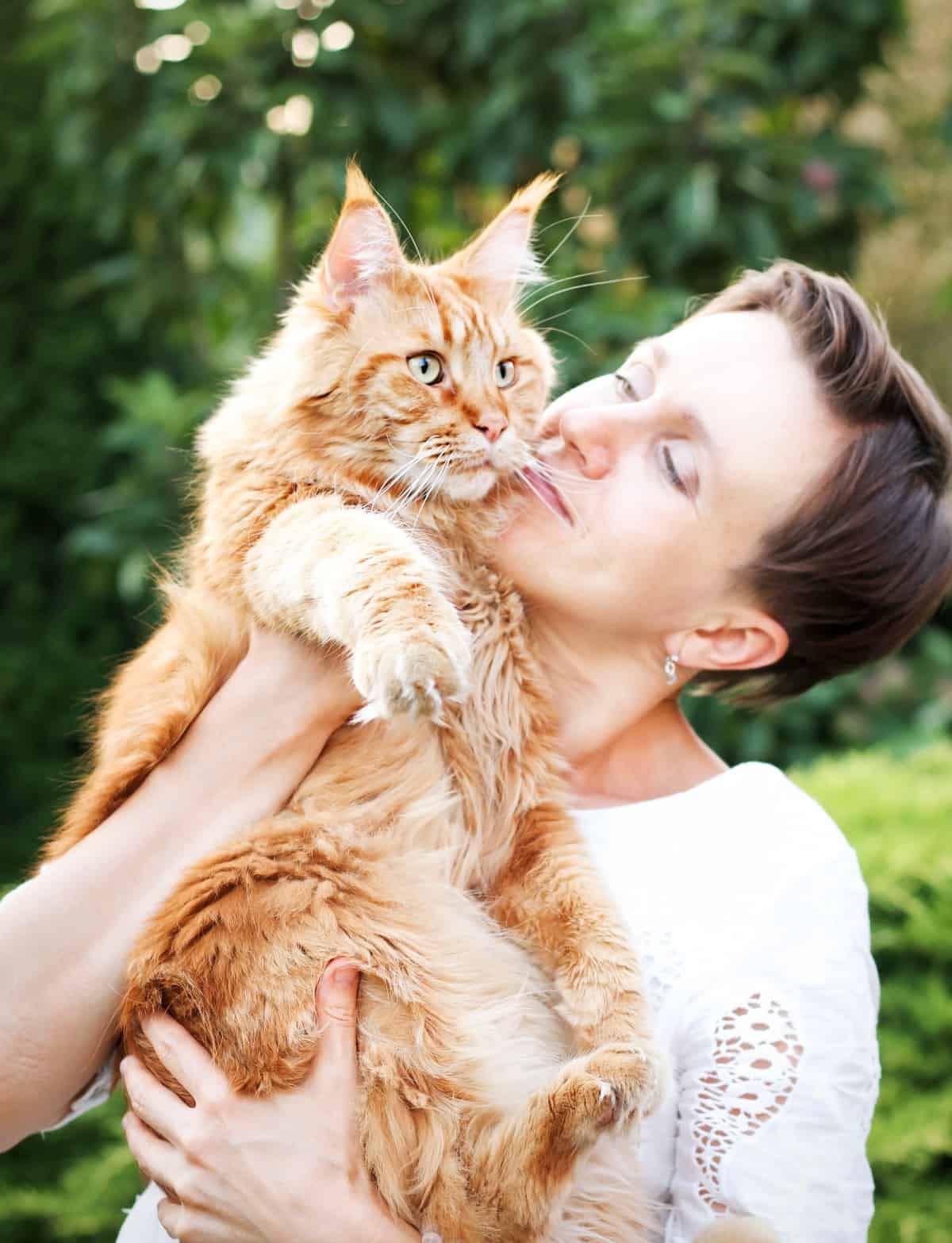 Pros And Cons Of Maine Coons at Hayley Forster blog