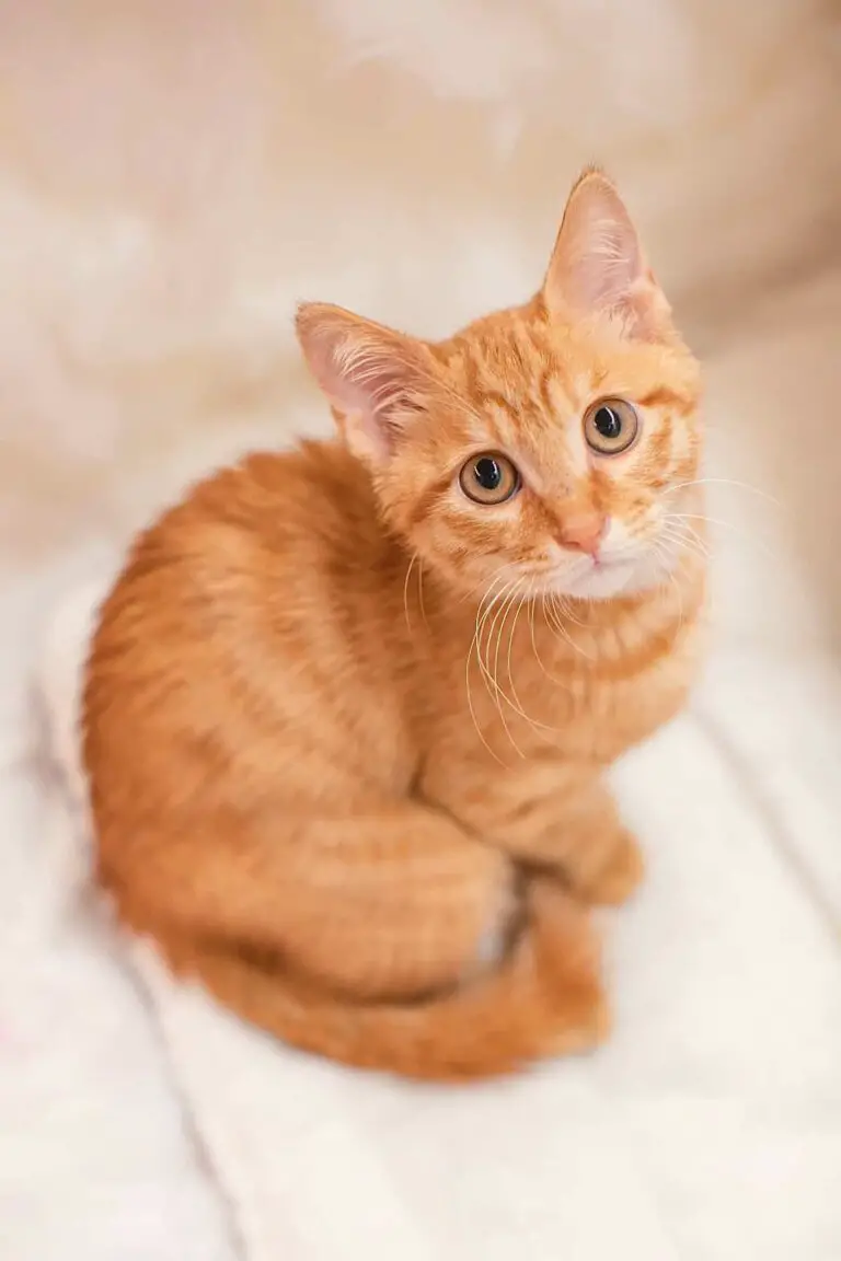 101+ Fabulous Female Orange Cat Names (You're Going To Love!)