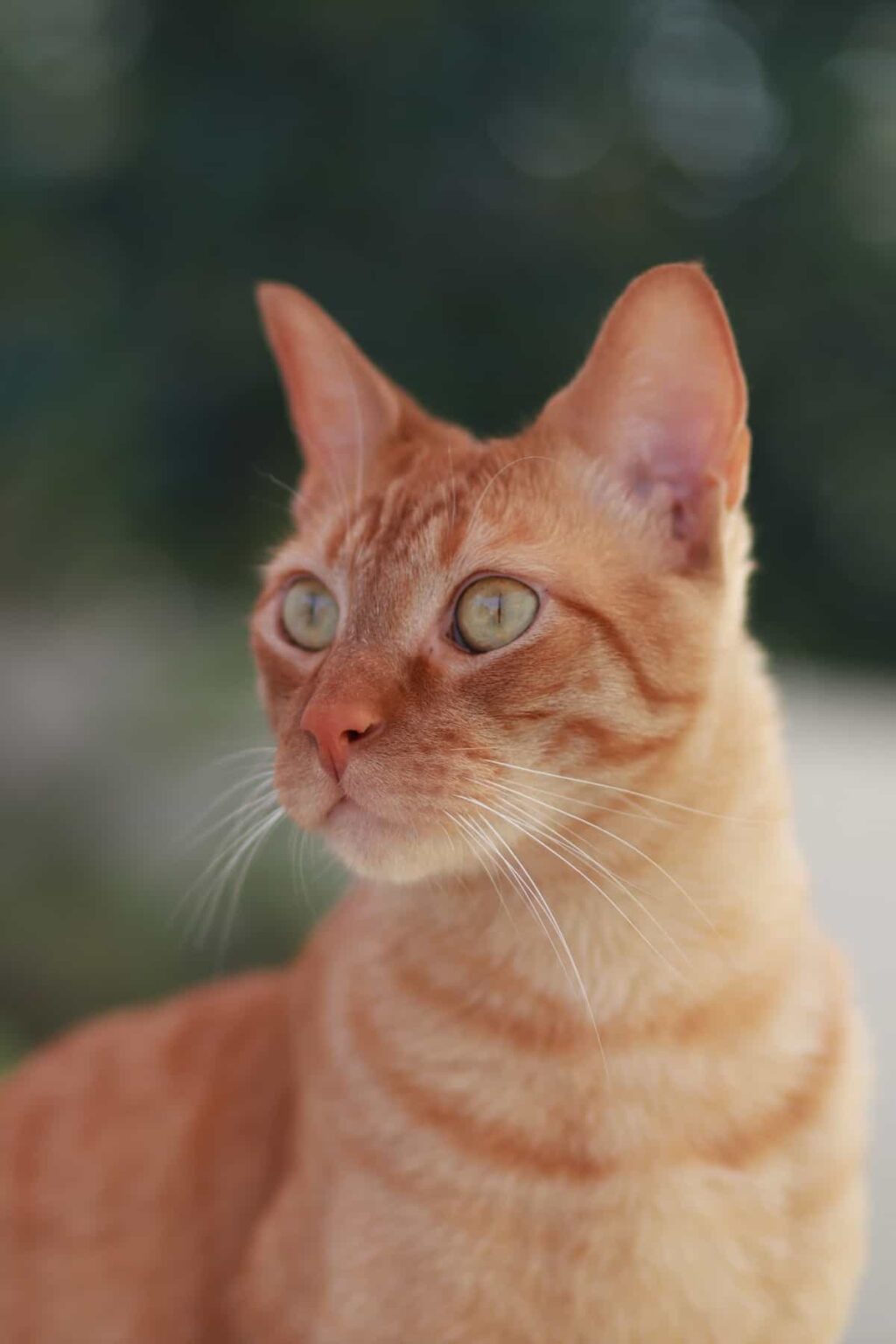 101+ Fabulous Female Orange Cat Names (You're Going To Love!)