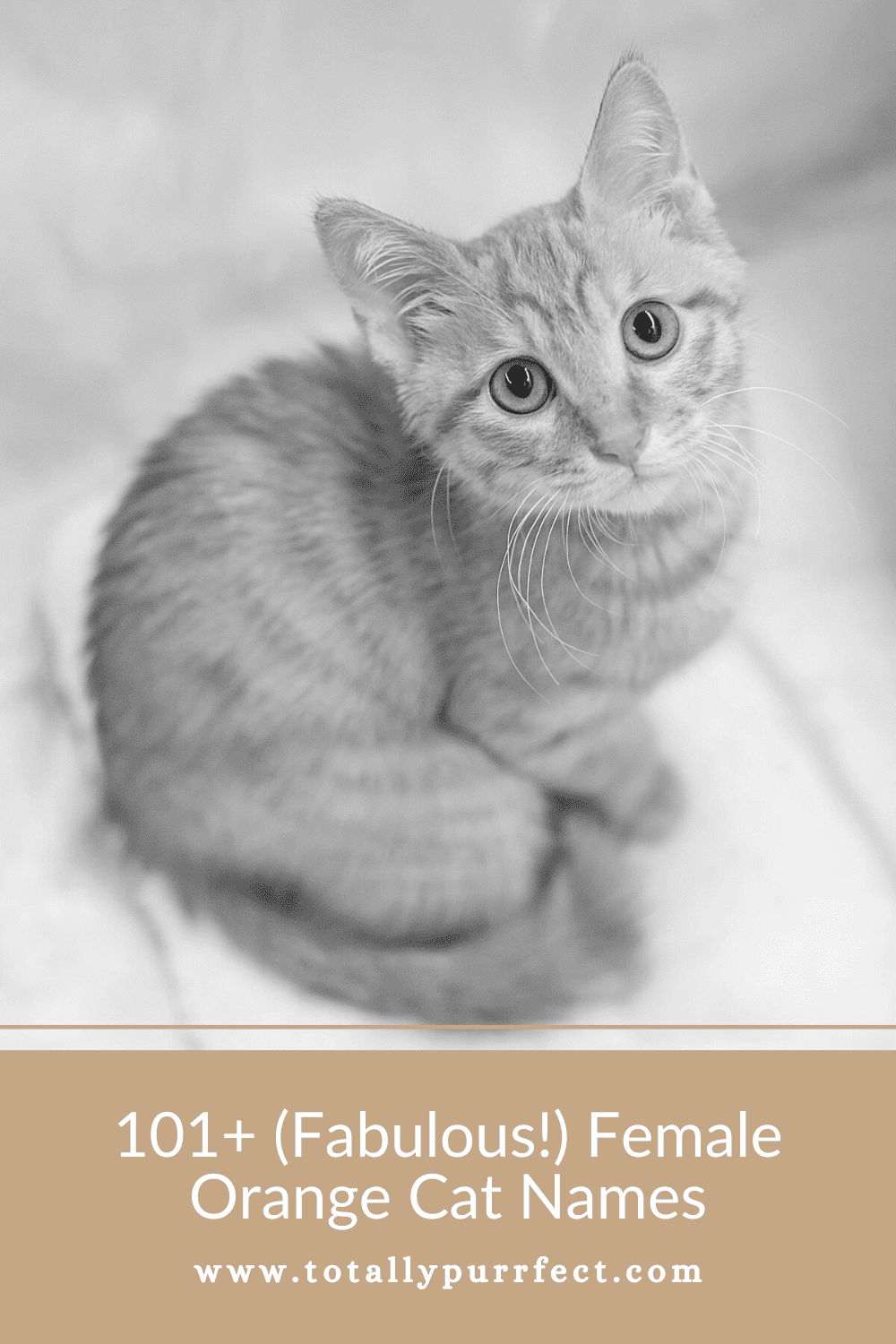 101+ Fabulous Female Orange Cat Names (You're Going To Love!)