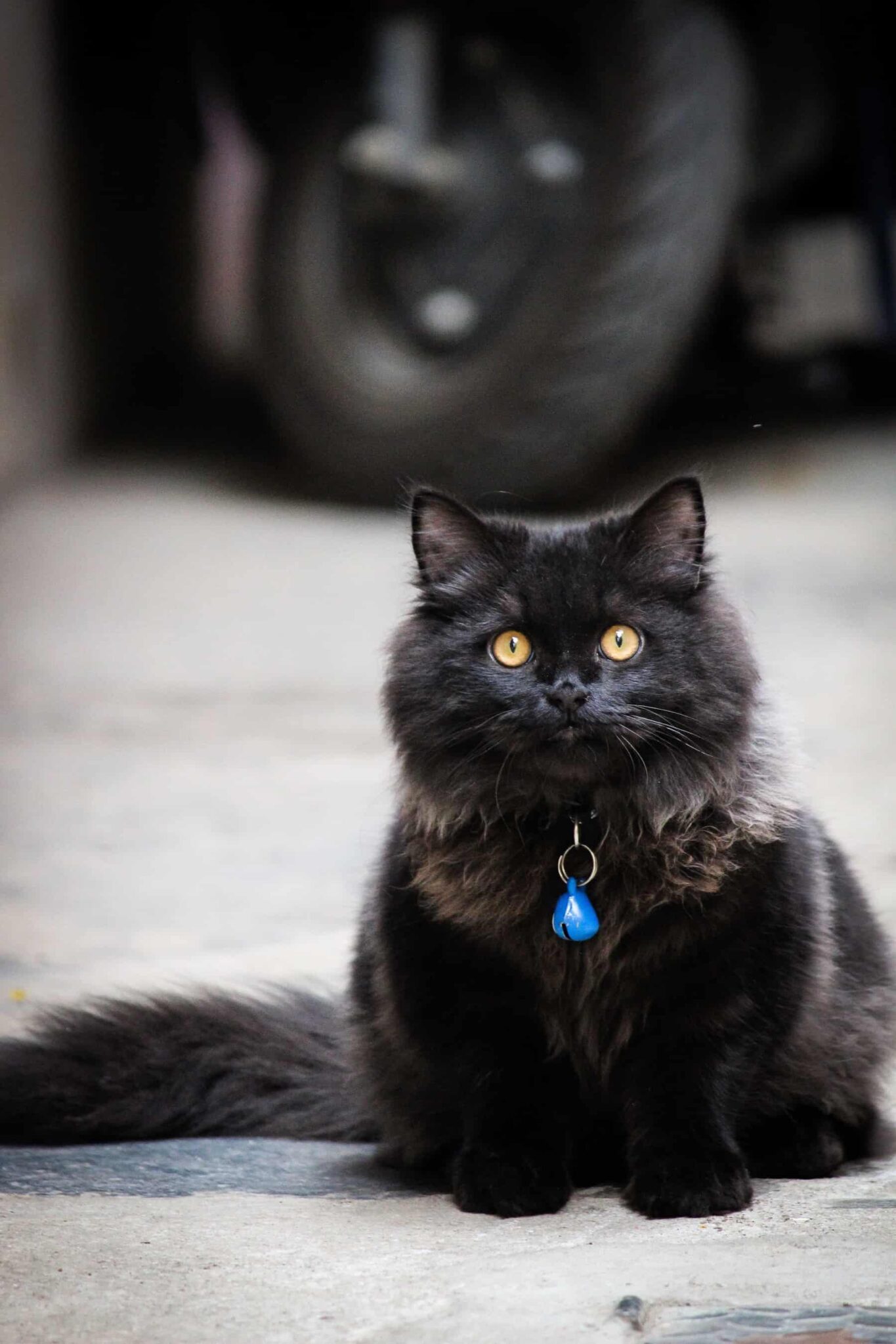 17+ Surprising Black Cat Facts (You Need To Know!)