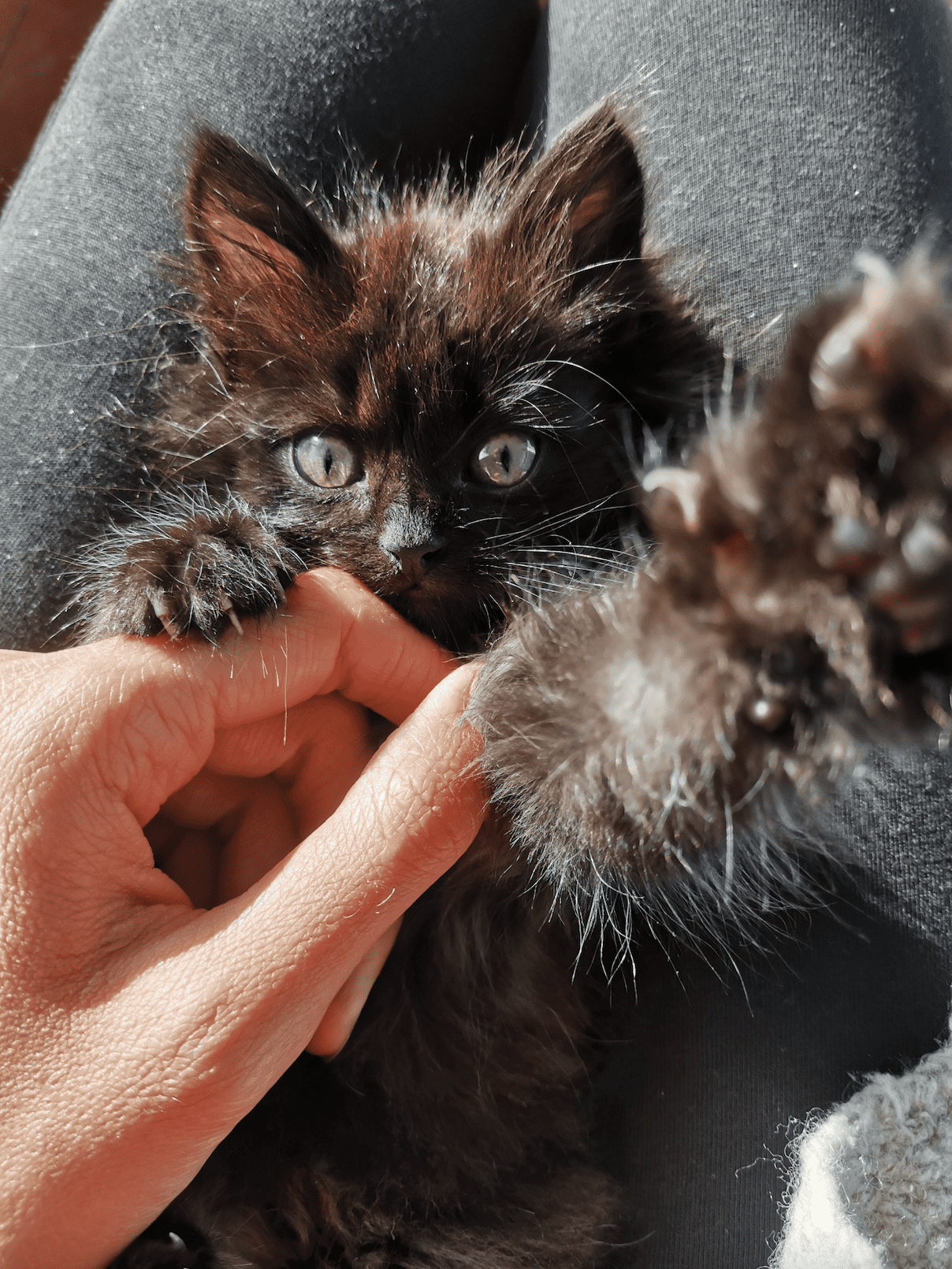 17+ Surprising Black Cat Facts (You Need To Know!)