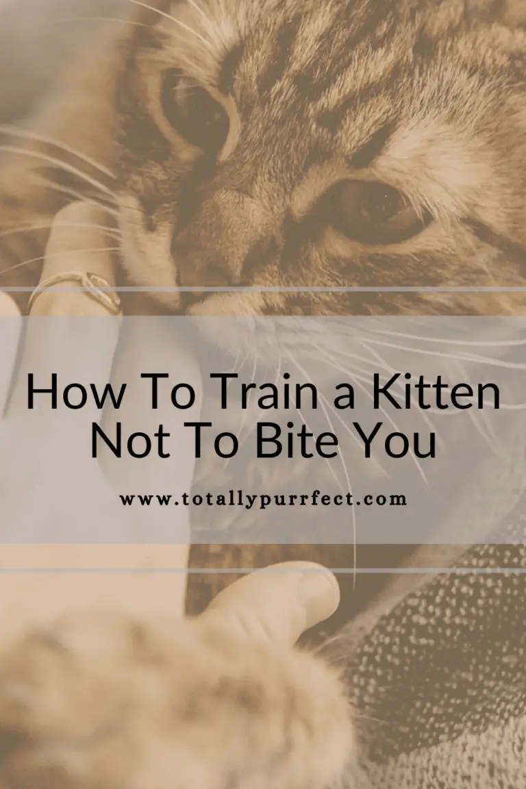 How To Train a Kitten Not To Bite (Get Kitten To Stop Biting NOW!)