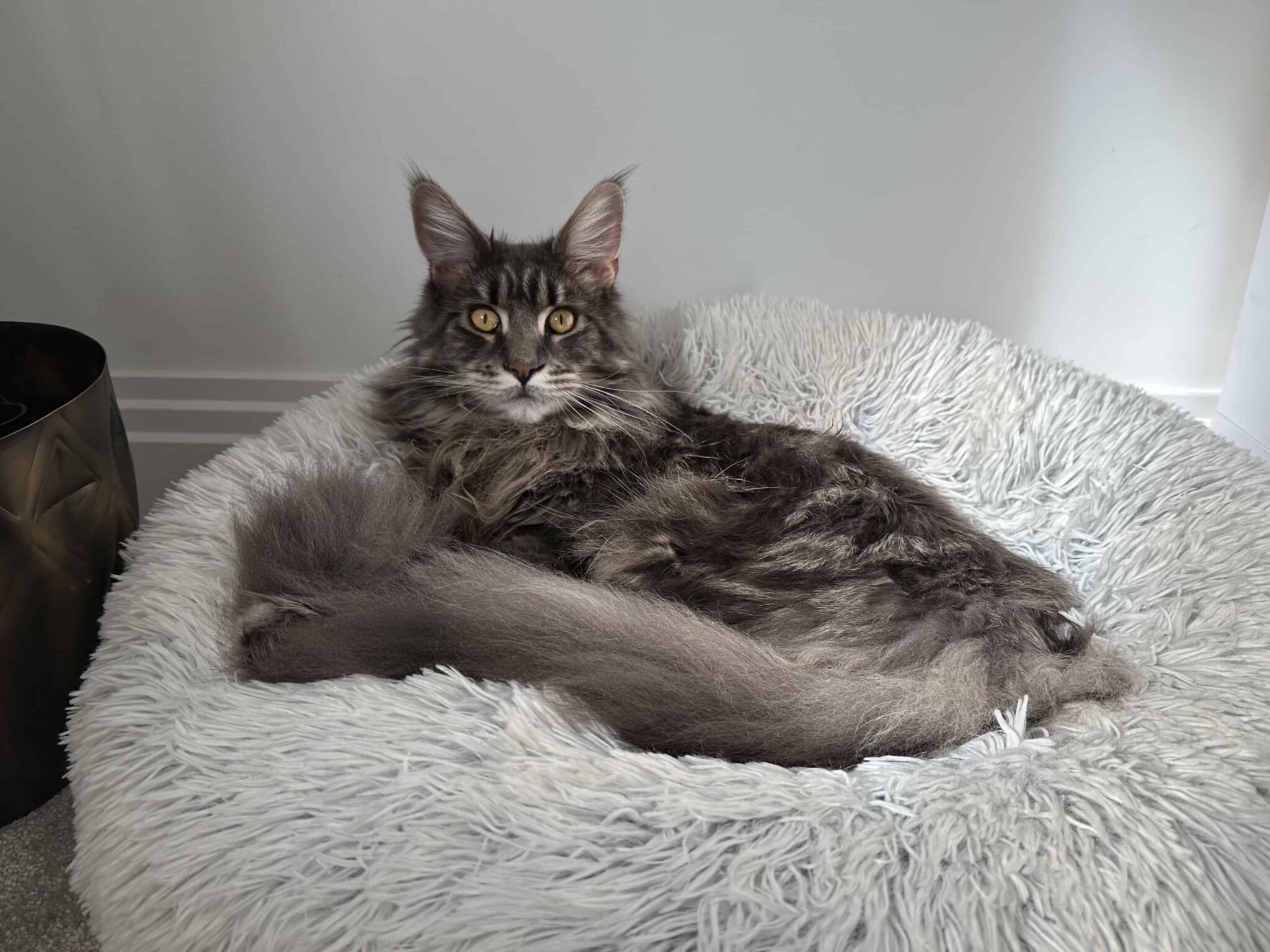 20+ (Honest!) Maine Coon Pros and Cons ... You Need To Know!