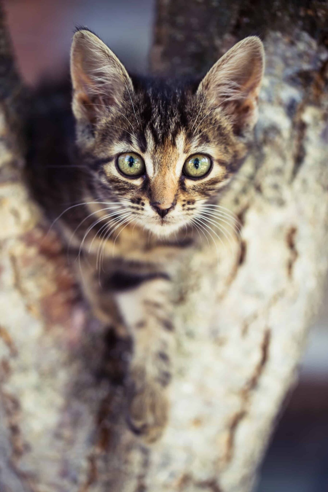 What Is a Domestic Shorthair Tabby Cat? (+ How To Differentiate)